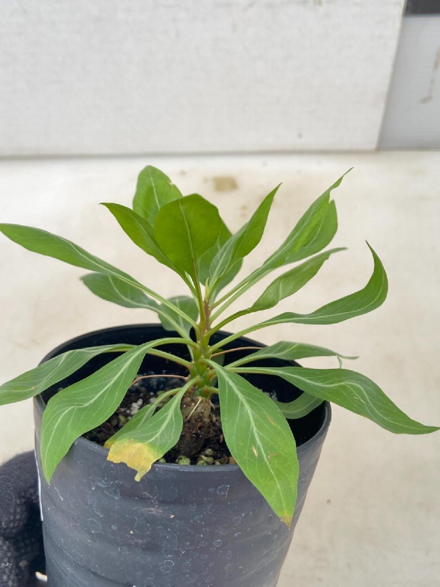 Yahoo!オークション - 8467 「実生」フォークイエリア プルプシー【塊...