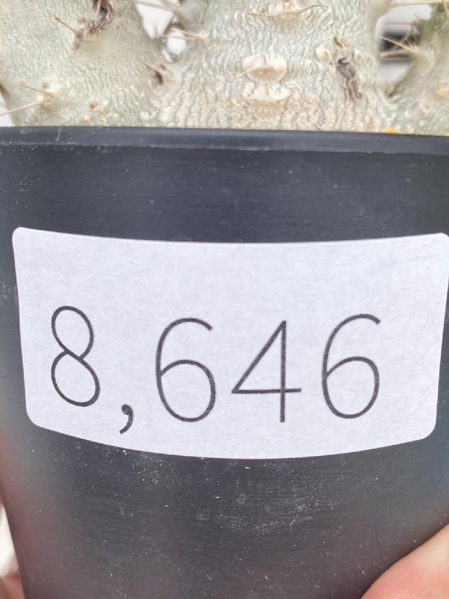 Yahoo!オークション - 8646 「塊根植物I」パキポディウム サウンデルシ...