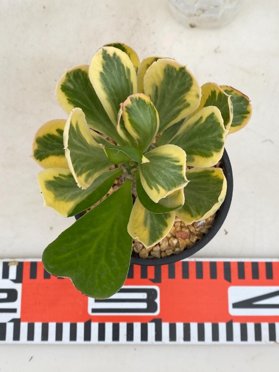 Yahoo!オークション - 8632 「多肉植物F」ユーフォルビア ポイゾニー ...