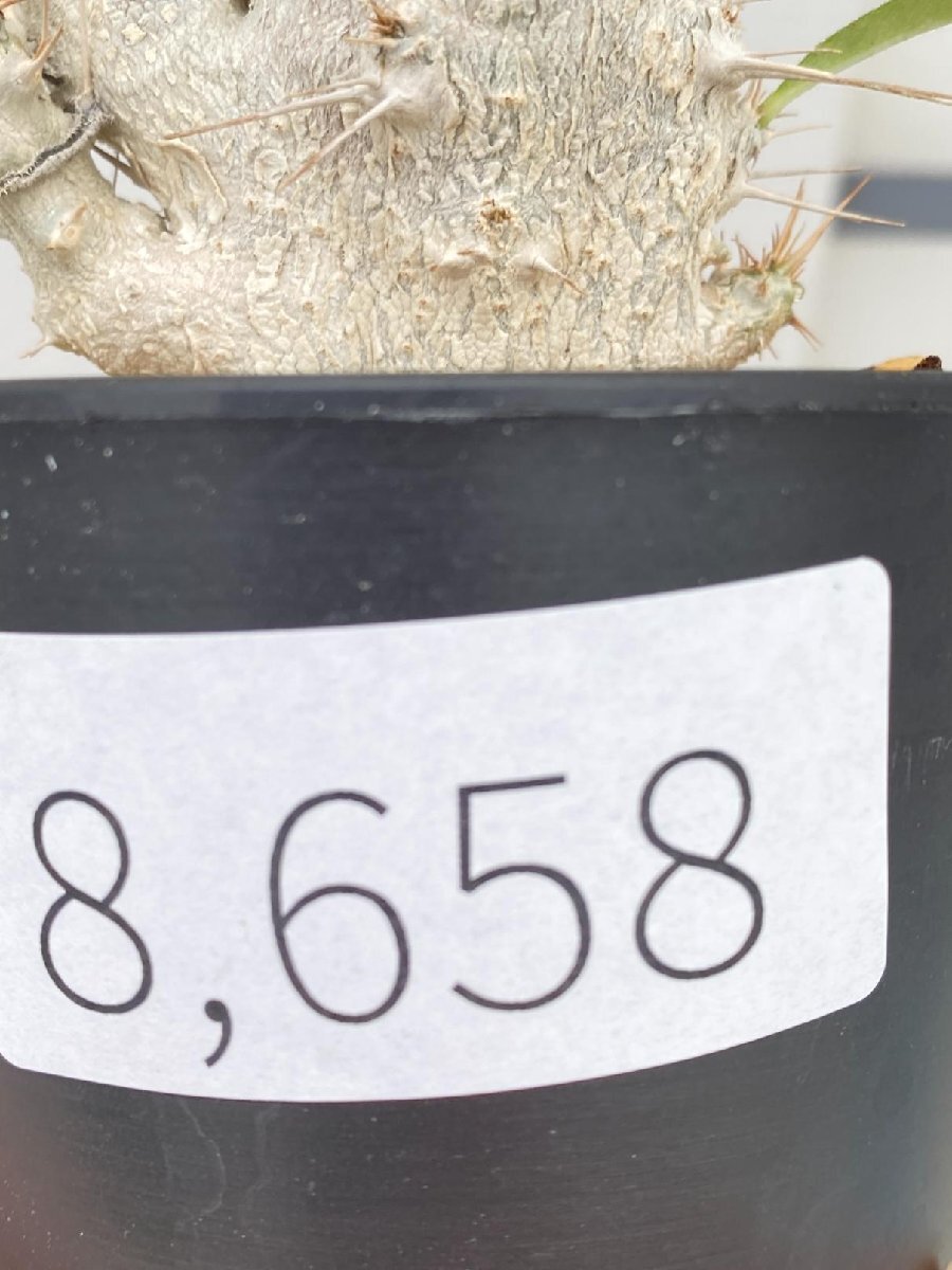 Yahoo!オークション - 8658 「塊根植物I」パキポディウム サウンデルシ...