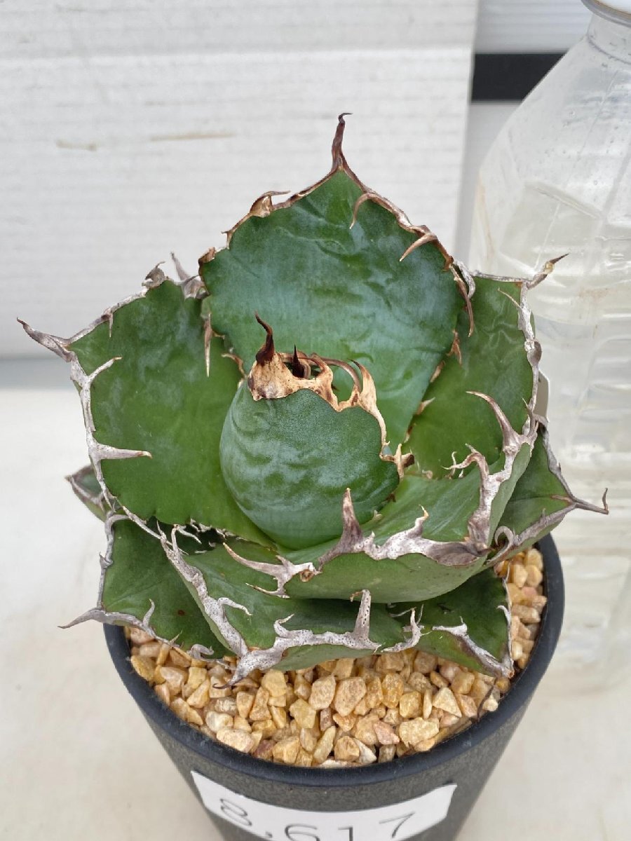 Yahoo!オークション - 8617 「多肉植物F」アガベ チタノタ 白鯨 【発根...