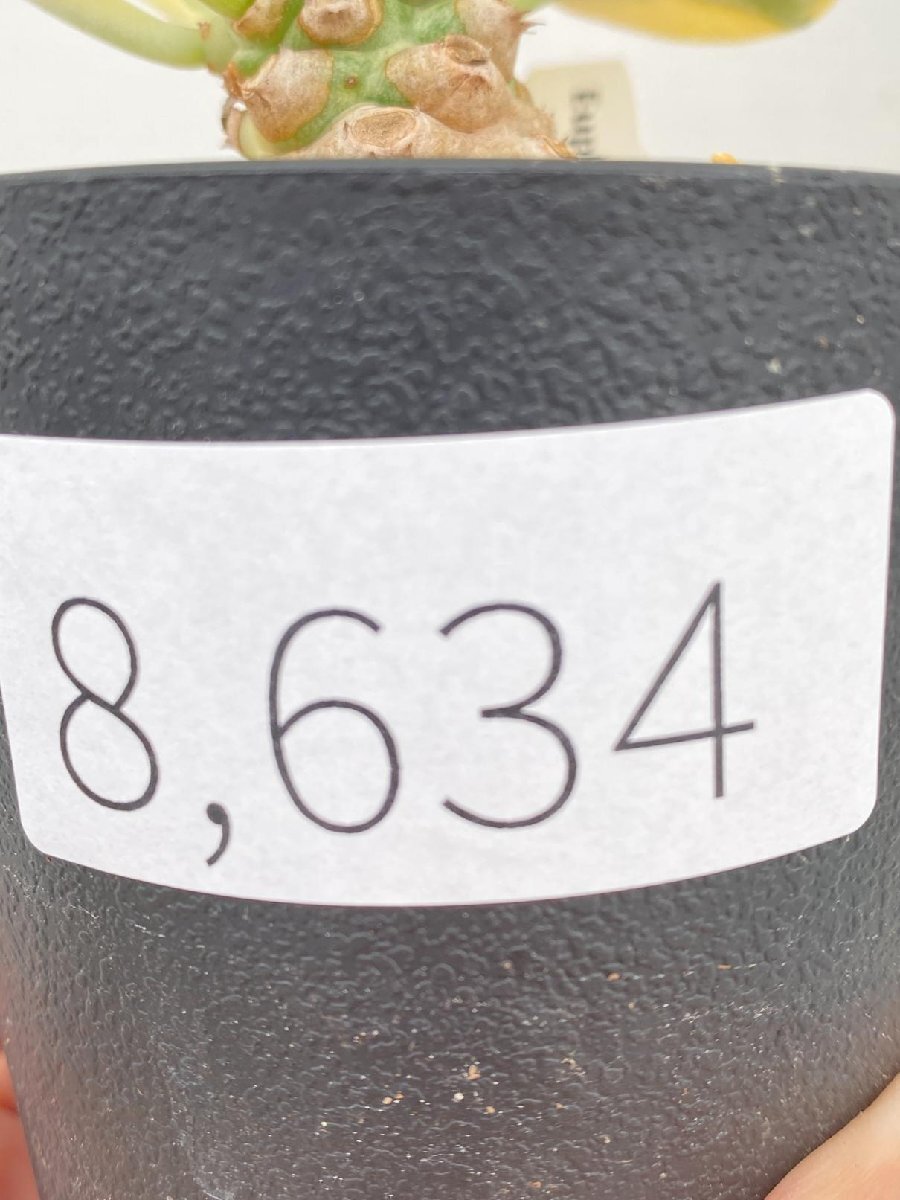 Yahoo!オークション - 8634 「多肉植物F」ユーフォルビア ポイゾニー ...