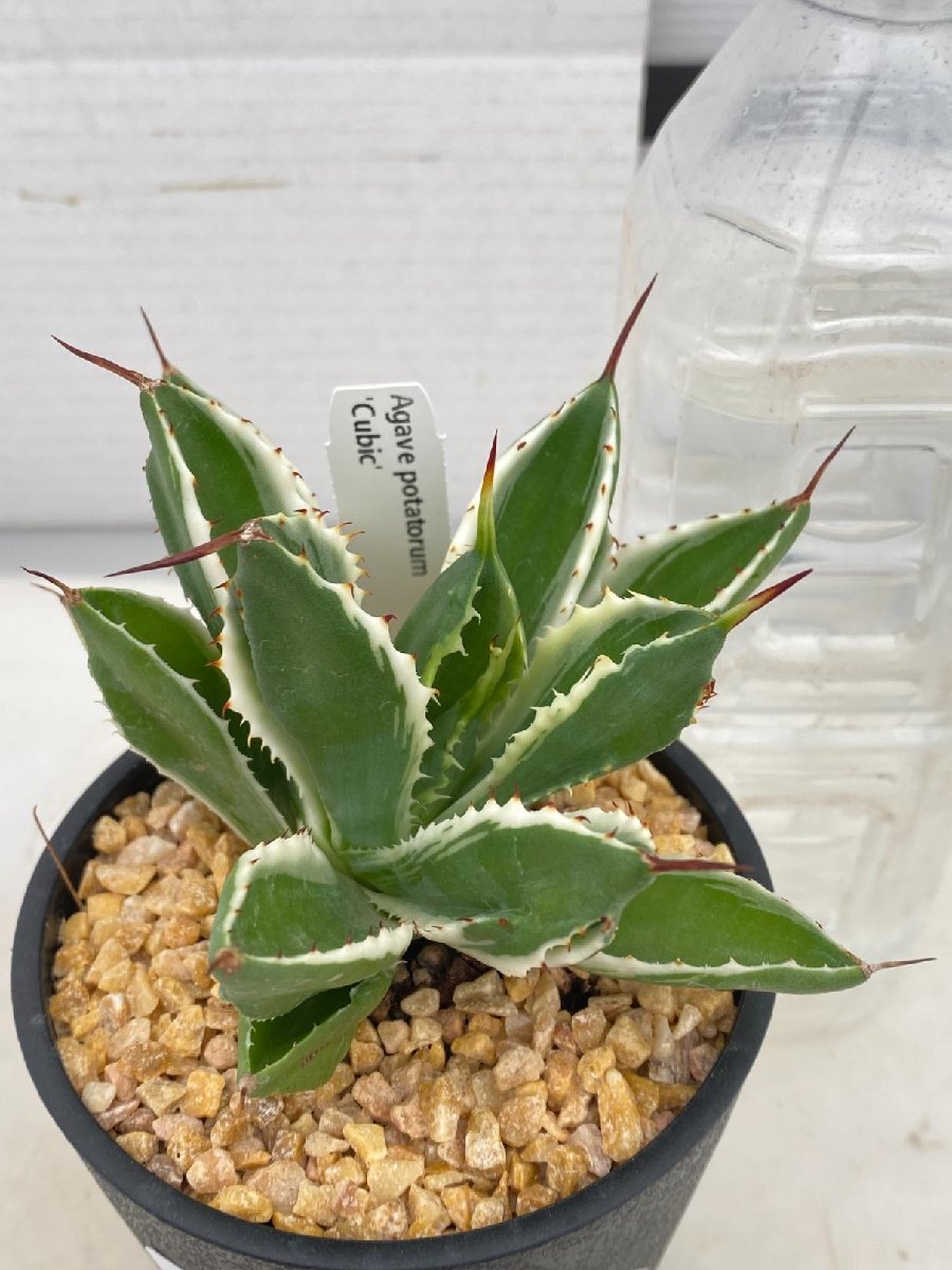 Yahoo!オークション - 8610 「多肉植物F」アガベ キュービック 斑入り...