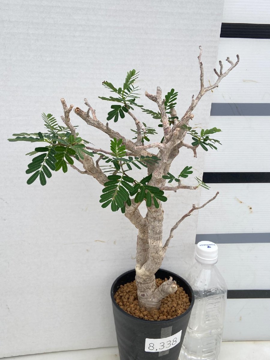 Yahoo!オークション - 8338 「塊根植物」センナ メリディオナリス 植え...