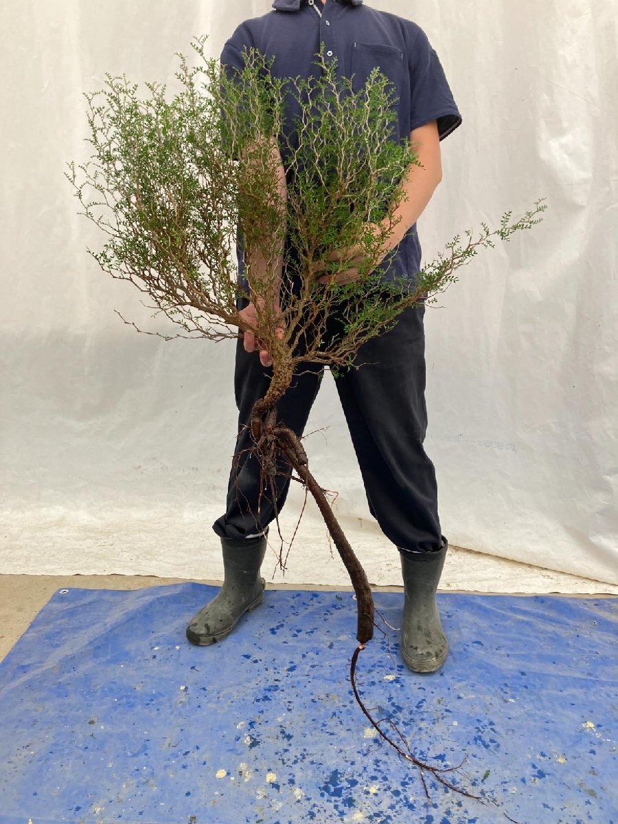 Yahoo!オークション - 9202 「実生」オペルクリカリア パキプス XL 抜...