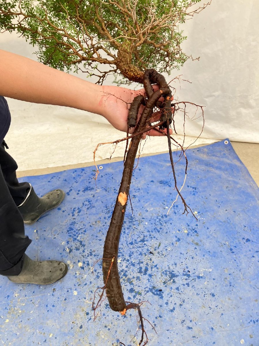 Yahoo!オークション - 9202 「実生」オペルクリカリア パキプス XL 抜...