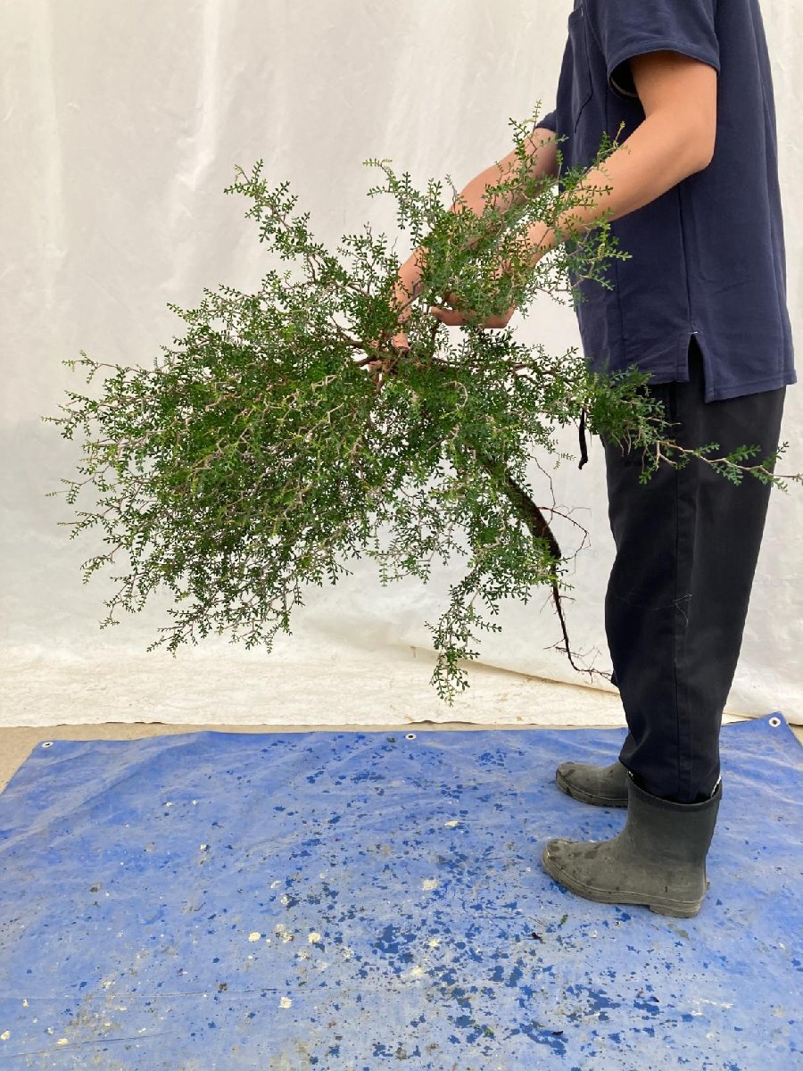 Yahoo!オークション - 9202 「実生」オペルクリカリア パキプス XL 抜...