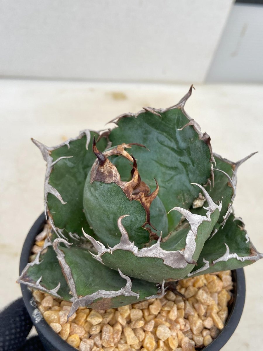 Yahoo!オークション - 2677 「多肉植物F」アガベ チタノタ 白鯨 【発根...