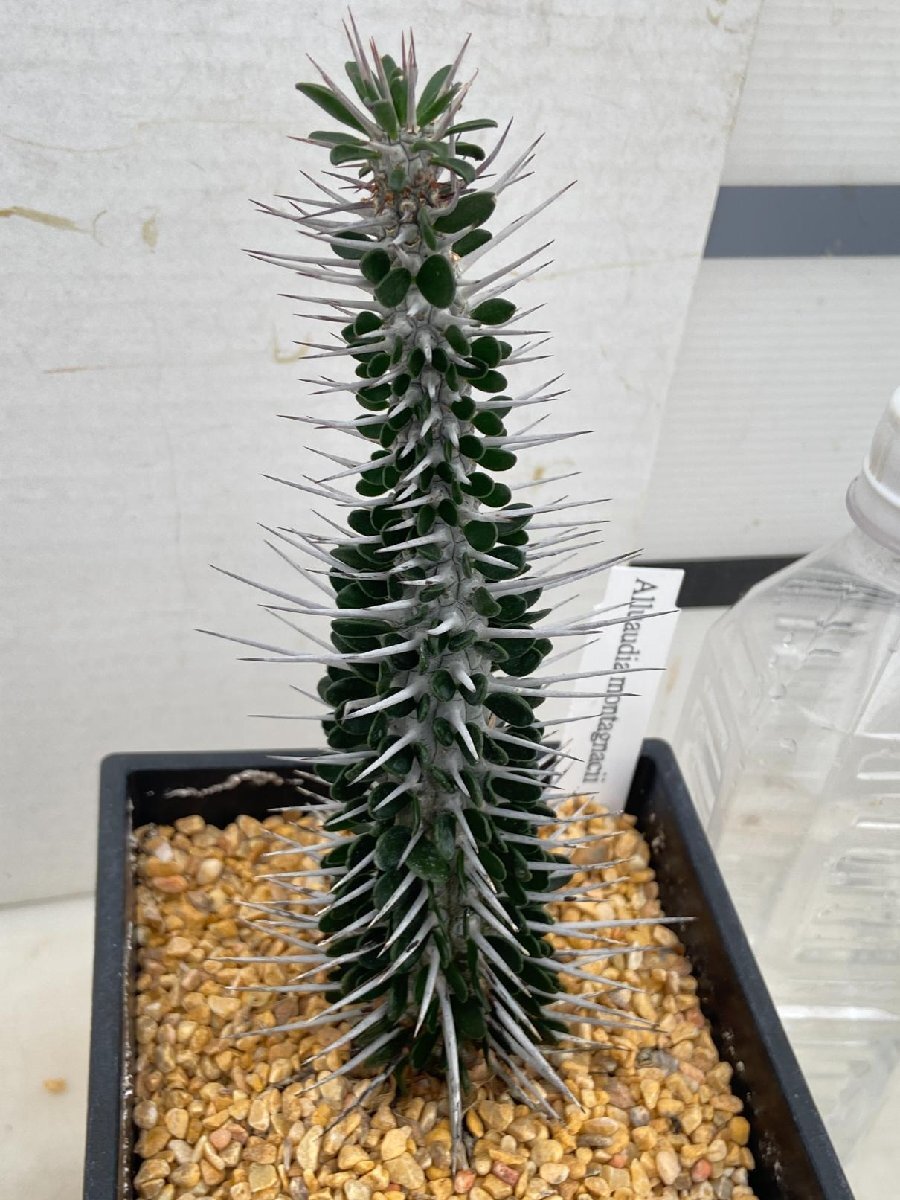 Yahoo!オークション - 2717 「多肉植物I」アローディア モンタグナッキ...