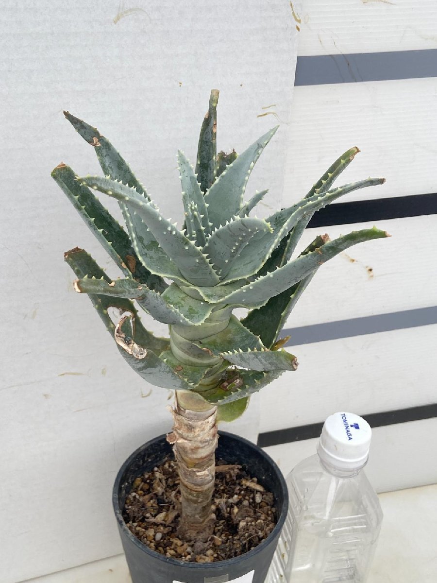 Yahoo!オークション - 2727 「実生」アロエ ピランシー【発根・Aloe pi...