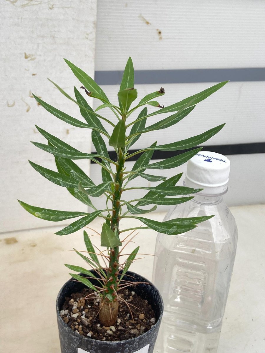 Yahoo!オークション - 2815 「実生」フォークイエリア プルプシー【塊...