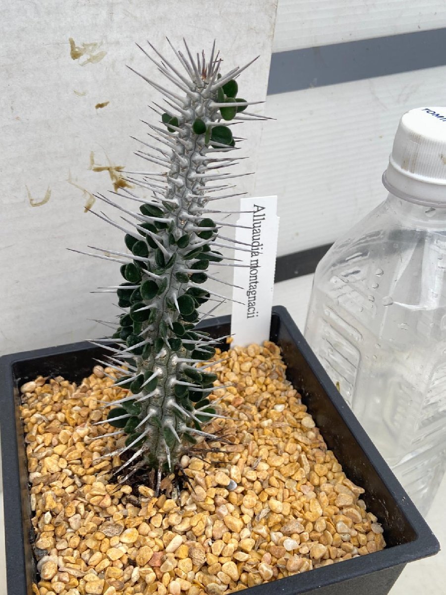 Yahoo!オークション - 2714 「多肉植物I」アローディア モンタグナッキ...