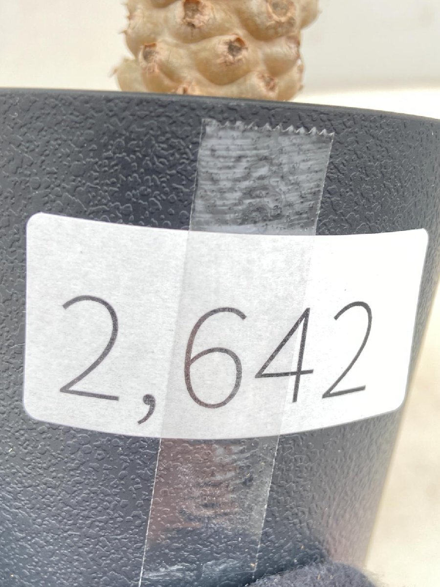 Yahoo!オークション - 2642 「多肉植物F」ユーフォルビア ポイゾニー ...