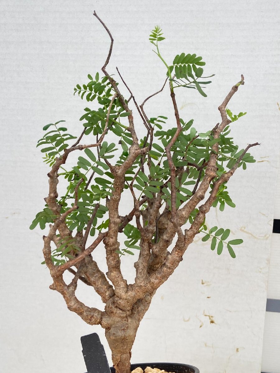 Yahoo!オークション - 2738 「塊根植物」センナ メリディオナリス 植え...