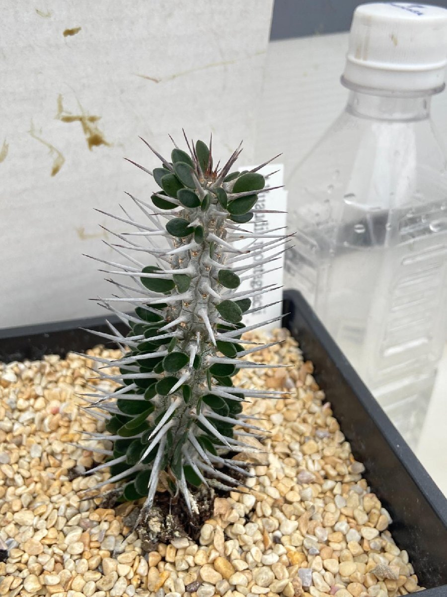 Yahoo!オークション - 2691 「多肉植物I」アローディア モンタグナッキ...