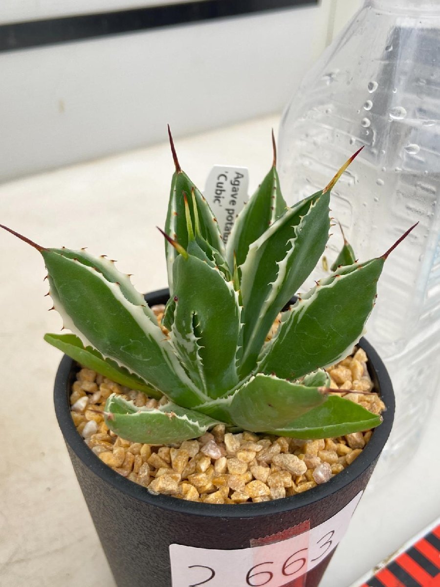 Yahoo!オークション - 2663 「多肉植物F」アガベ キュービック 斑入り...