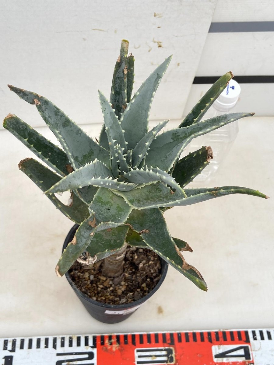 Yahoo!オークション - 2727 「実生」アロエ ピランシー【発根・Aloe pi...