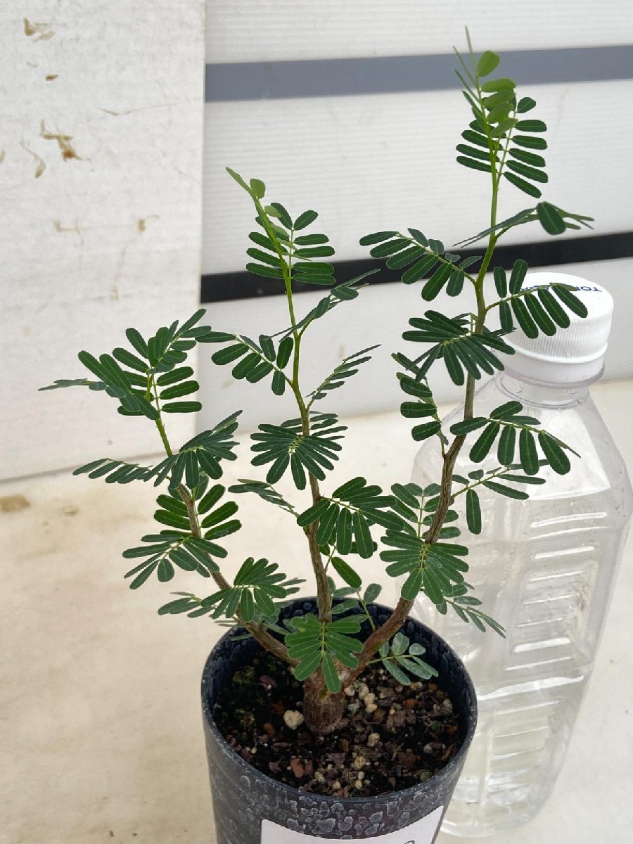 Yahoo!オークション - 2798 「実生」センナ メリディオナリス【種から...