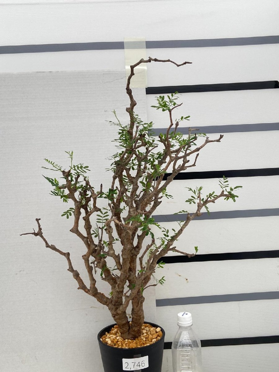 Yahoo!オークション - 2746 「塊根植物」センナ メリディオナリス大 植...