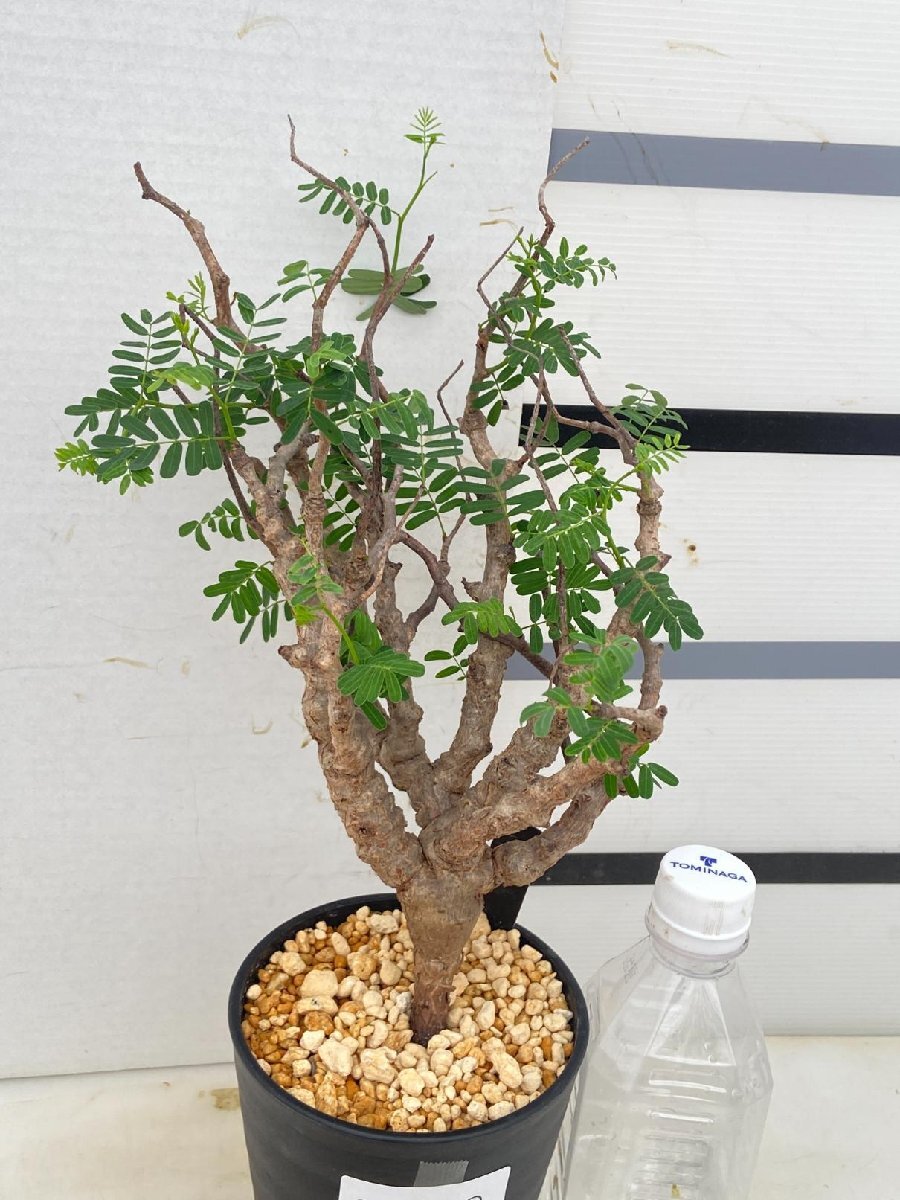 Yahoo!オークション - 2738 「塊根植物」センナ メリディオナリス 植え...