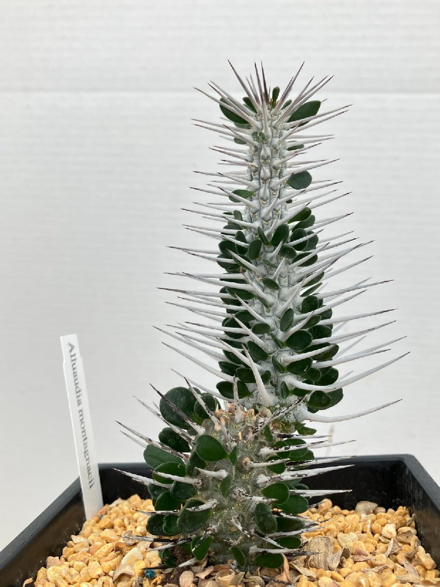 Yahoo!オークション - 4632 「多肉植物I」アローディア モンタグナッキ...