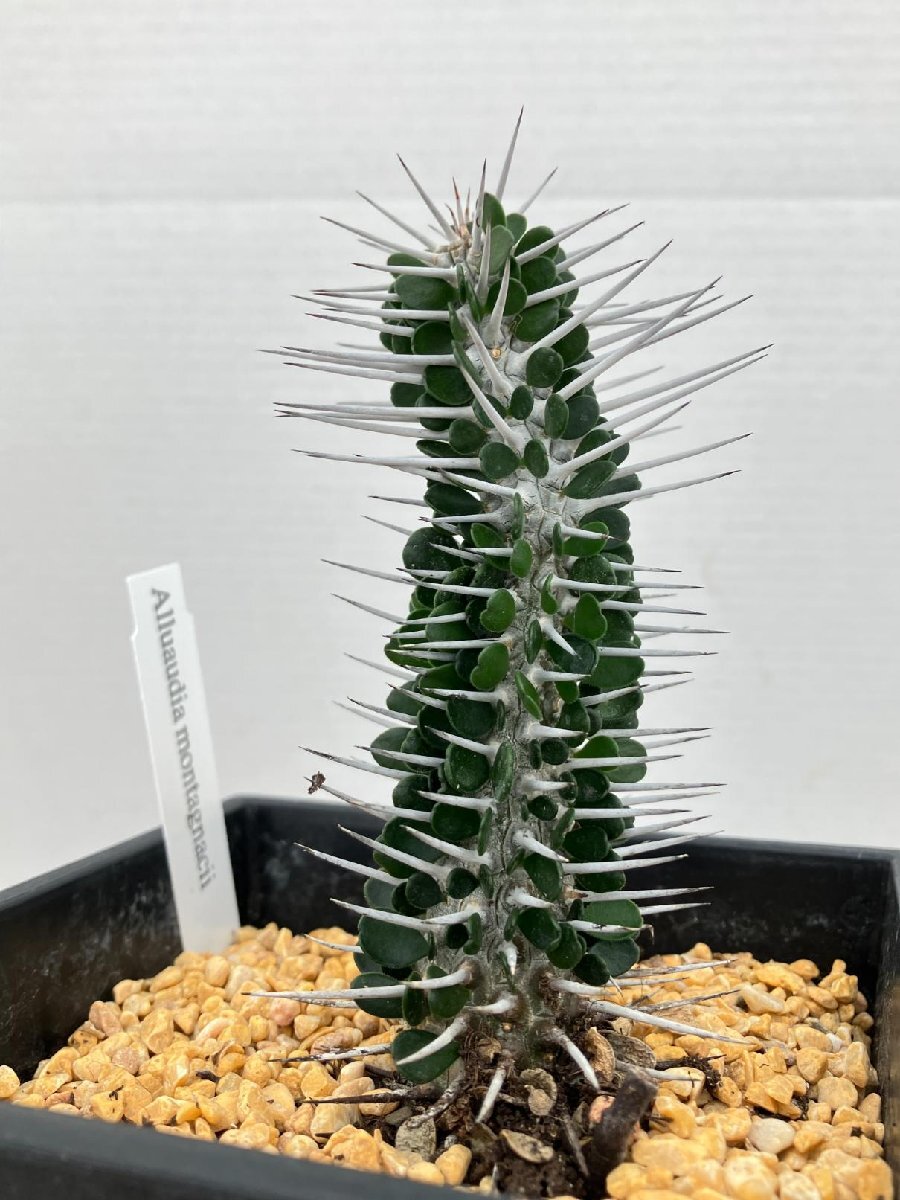 Yahoo!オークション - 4633 「多肉植物I」アローディア モンタグナッキ...