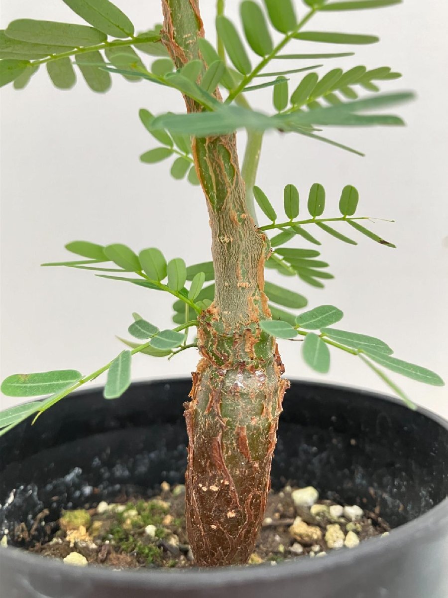 Yahoo!オークション - 6667 「実生」センナ メリディオナリス【種から...