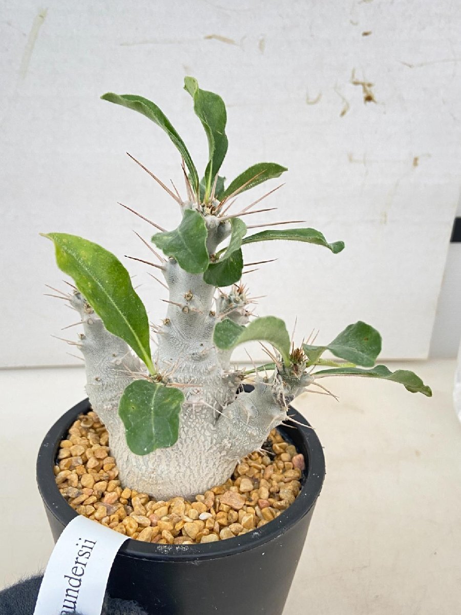 Yahoo!オークション - 6460 「塊根植物I」パキポディウム サウンデルシ...