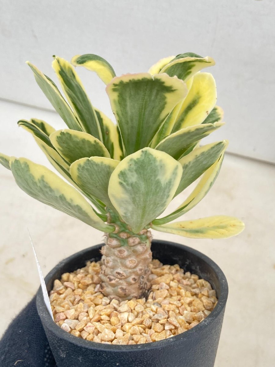 Yahoo!オークション - 6425 「多肉植物F」ユーフォルビア ポイゾニー ...