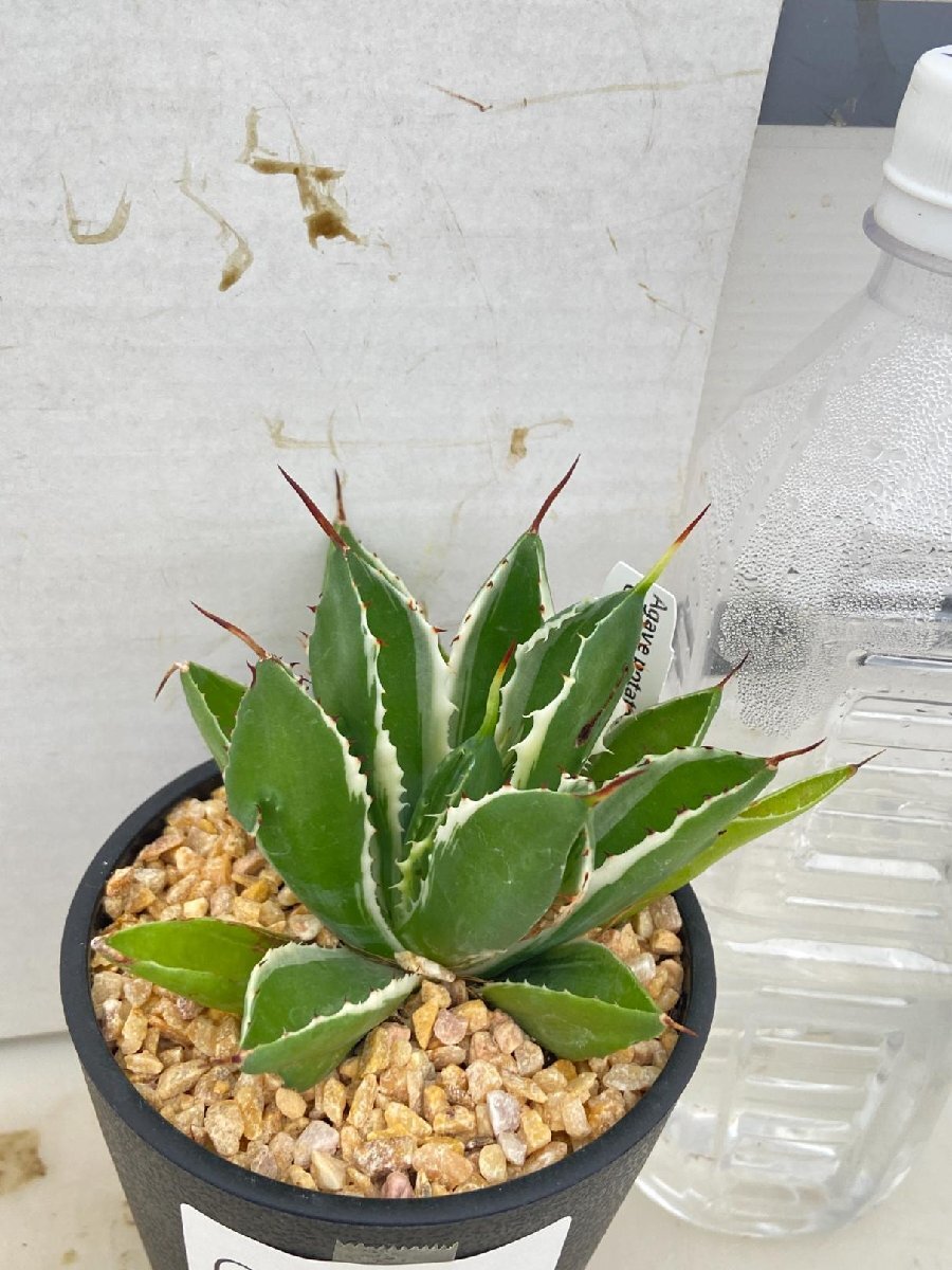 Yahoo!オークション - 6394 「多肉植物F」アガベ キュービック 斑入り...