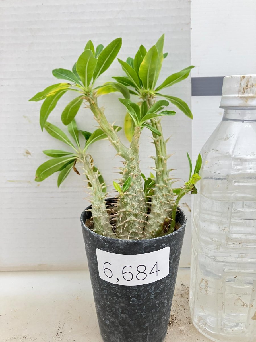 Yahoo!オークション - 6684 「実生」パキポディウム マカイエンセ【発...