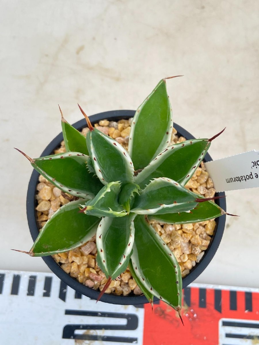 Yahoo!オークション - 6391 「多肉植物F」アガベ キュービック 斑入り...