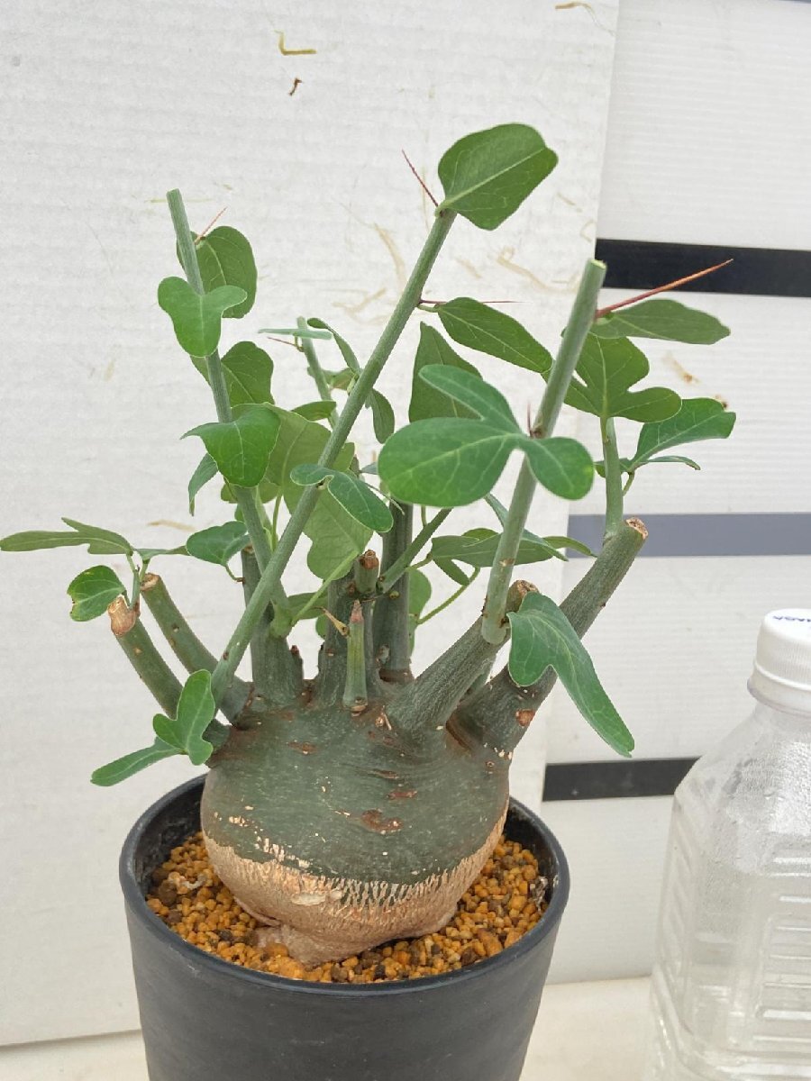 Yahoo!オークション - 6319 「塊根植物」アデニア スピノーサ 植え【発...