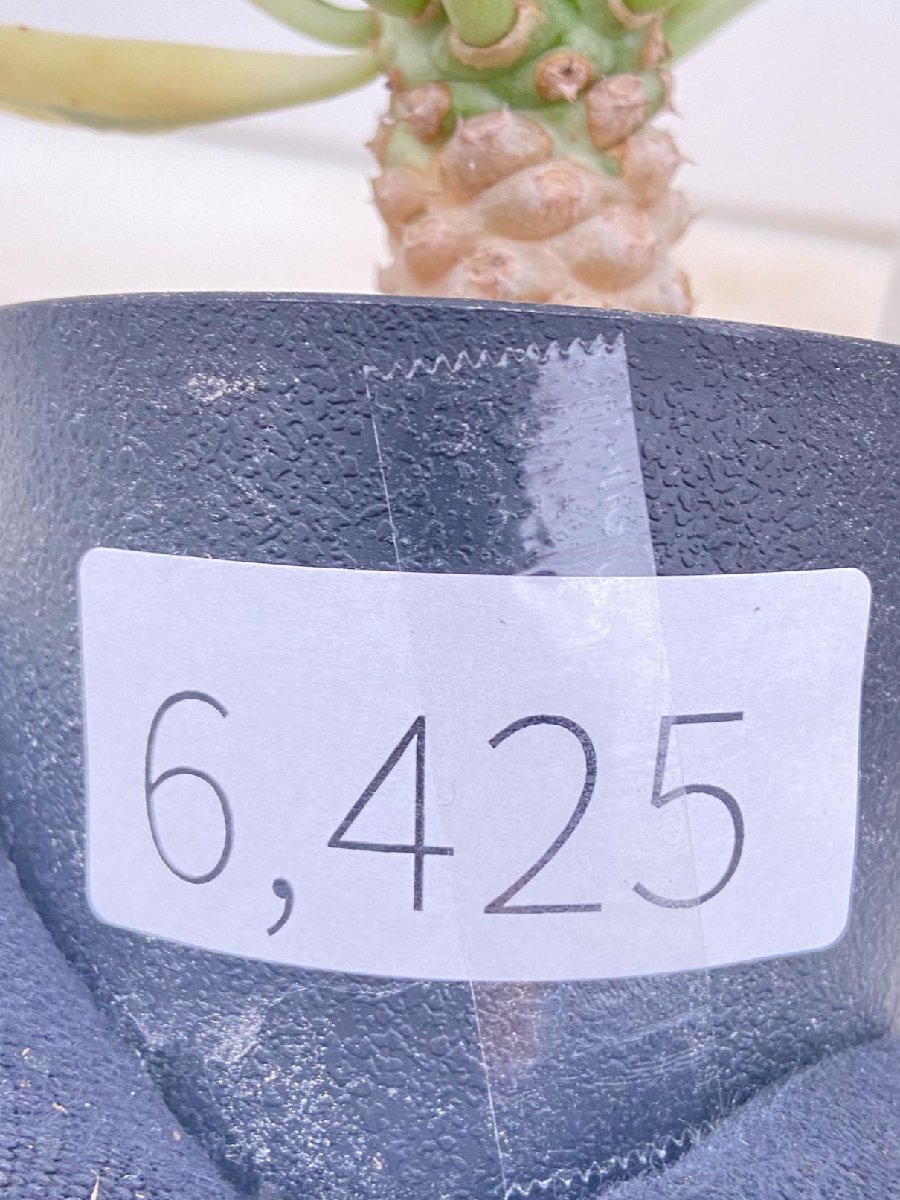 Yahoo!オークション - 6425 「多肉植物F」ユーフォルビア ポイゾニー ...