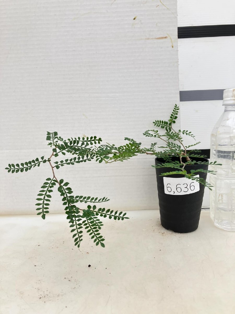 Yahoo!オークション - 6636 「実生株」オペルクリカリア デカリー【種...