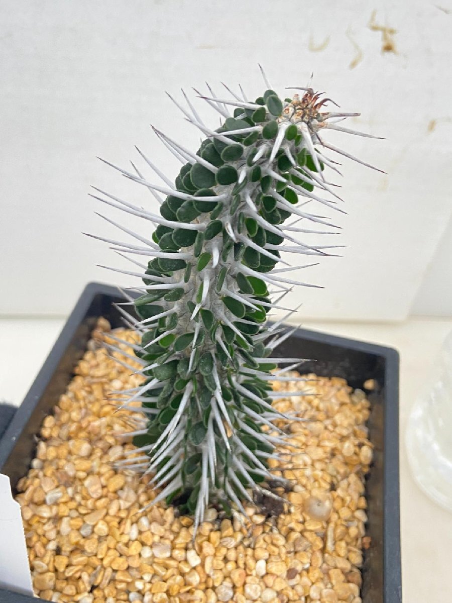 Yahoo!オークション - 6480 「多肉植物I」アローディア モンタグナッキ...