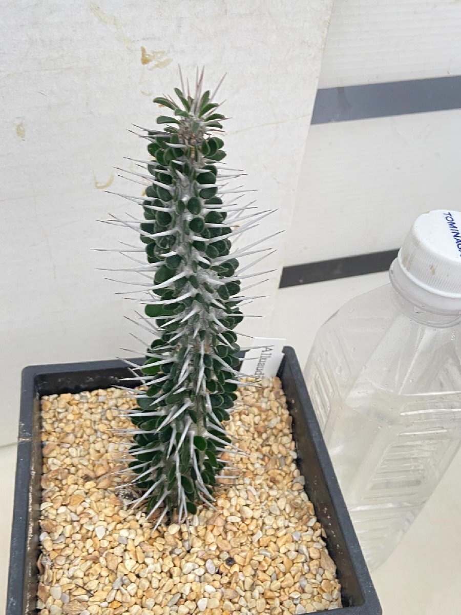 Yahoo!オークション - 6470 「多肉植物I」アローディア モンタグナッキ...