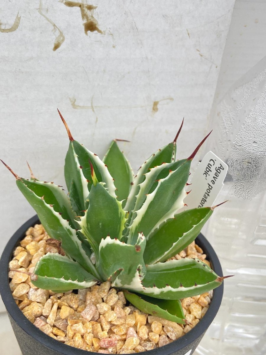 Yahoo!オークション - 6391 「多肉植物F」アガベ キュービック 斑入り...