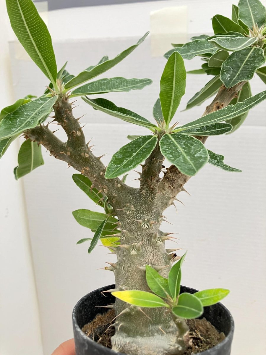 Yahoo!オークション - 6674 「実生」パキポディウム マカイエンセ【発...