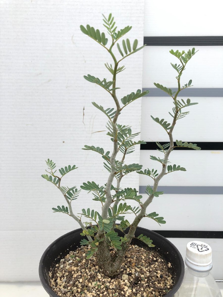 Yahoo!オークション - 8925 「実生」センナ メリディオナリス大【種か...