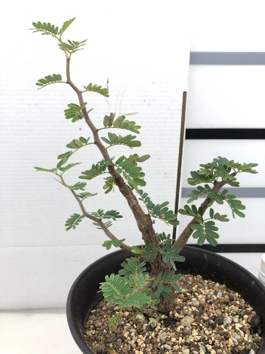 Yahoo!オークション - 8928 「実生」センナ メリディオナリス大【種か...