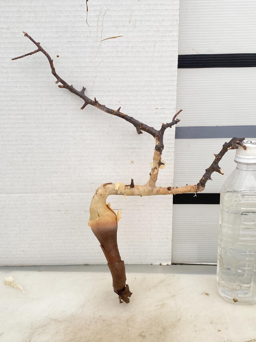 Yahoo!オークション - 9507 「塊根植物」コミフォラ カタフ ピュア 抜...