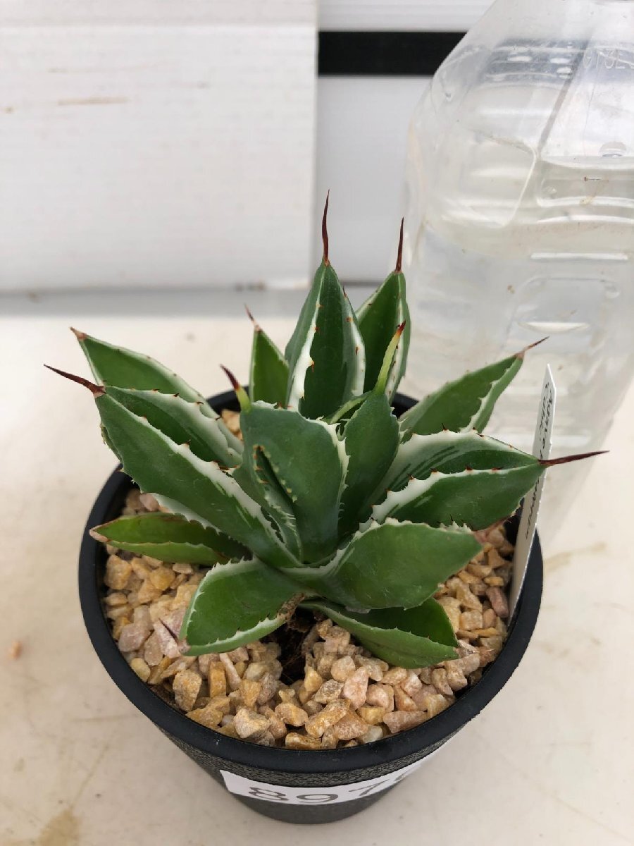 Yahoo!オークション - 8976 「多肉植物F」アガベ キュービック 斑入り...