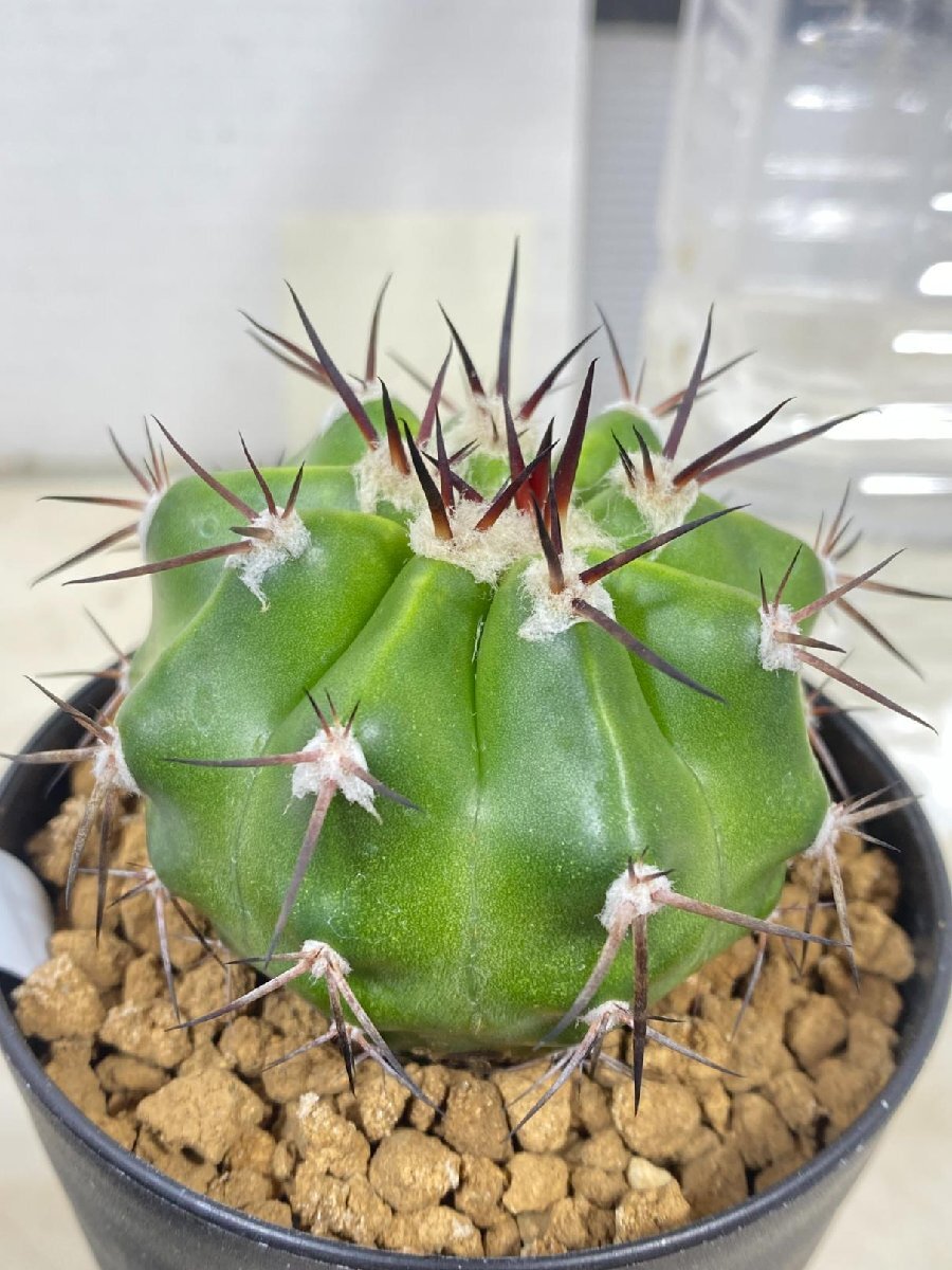 Yahoo!オークション - 2543 「サボテン」ディスコカクタス ギガンティ...