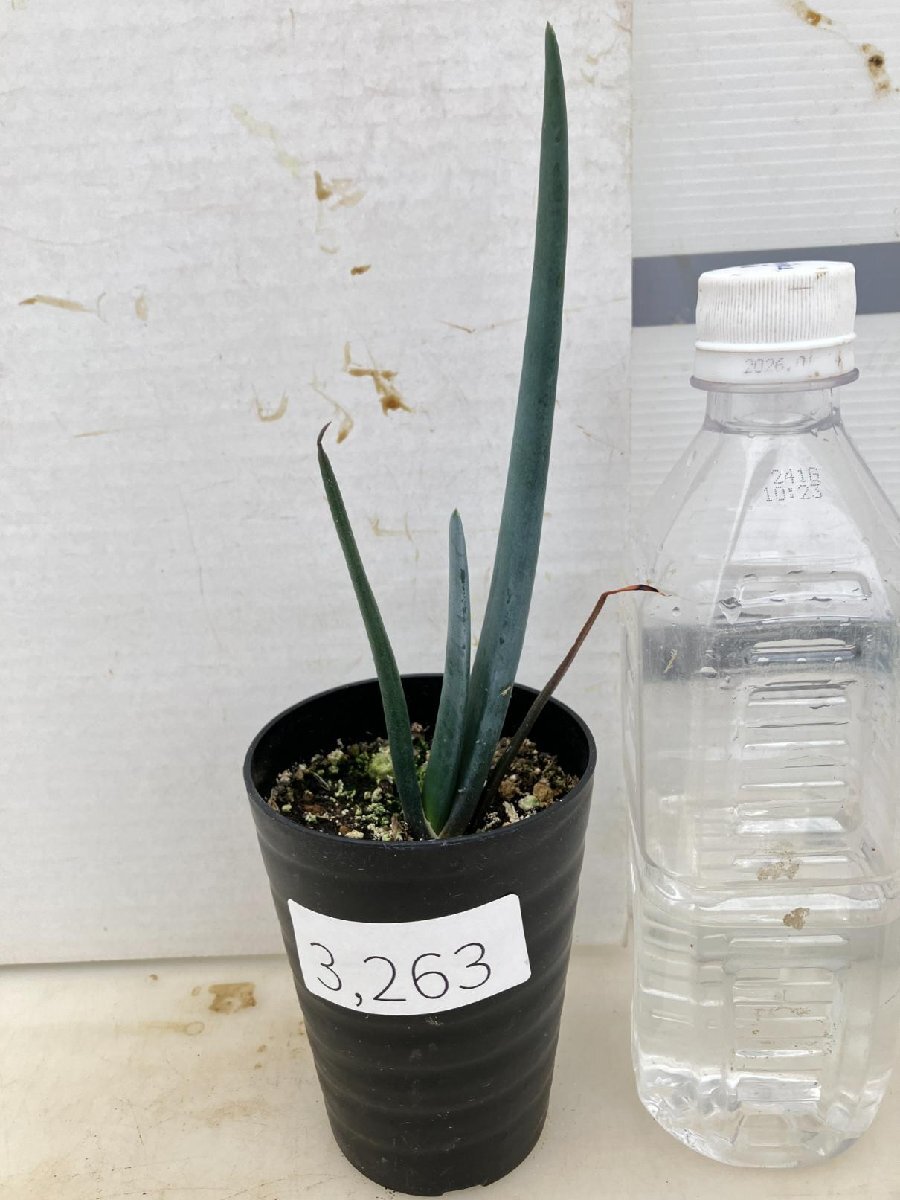 Yahoo!オークション - 3263 「実生株】アロエ スザンナエ【種から発芽 ...