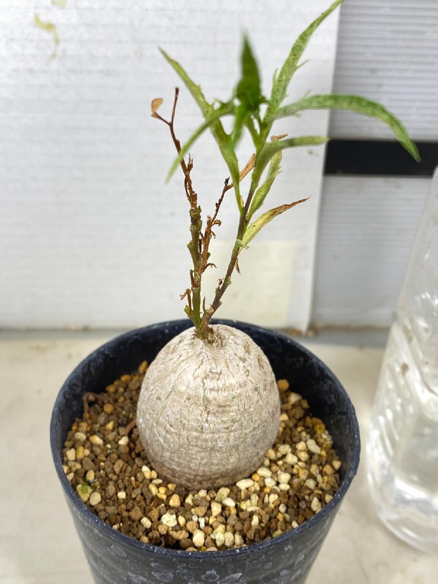 Yahoo!オークション - 2515 「多肉植物」イポメア シンプレックス 植え...