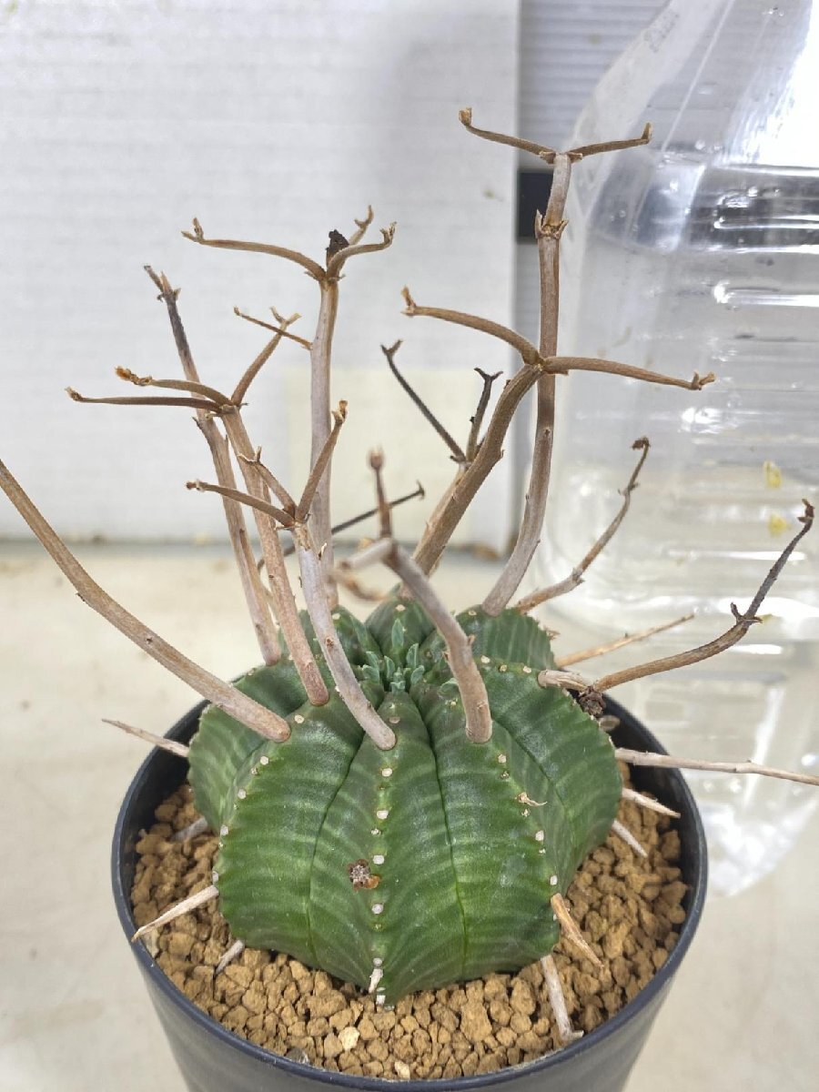 Yahoo!オークション - 2544 「多肉植物」ユーフォルビア バリダ【発根...