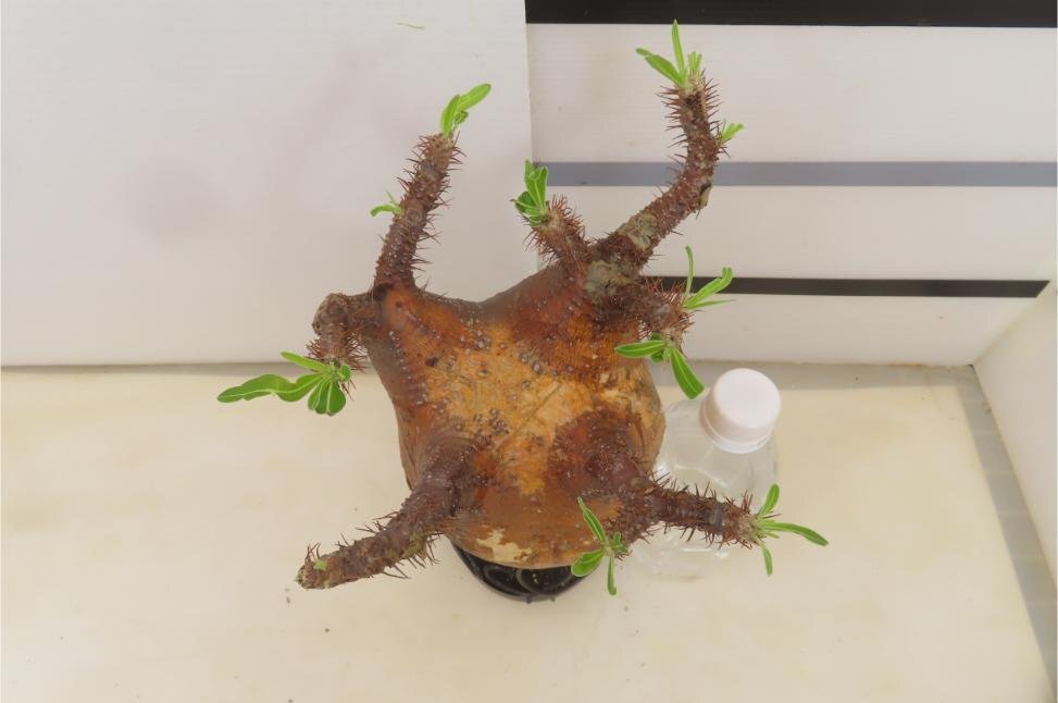 2874 塊根植物 パキポディウム グラキリス L 厳選株 抜き苗 最新到着 gracilius 根切確認済 マダガスカル(観葉植物)｜売買されたオークション情報、yahooの商品情報を ...