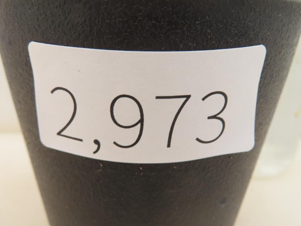 Yahoo!オークション - 2973 「多肉植物F」アガベ チタノタ 白鯨 【海外...