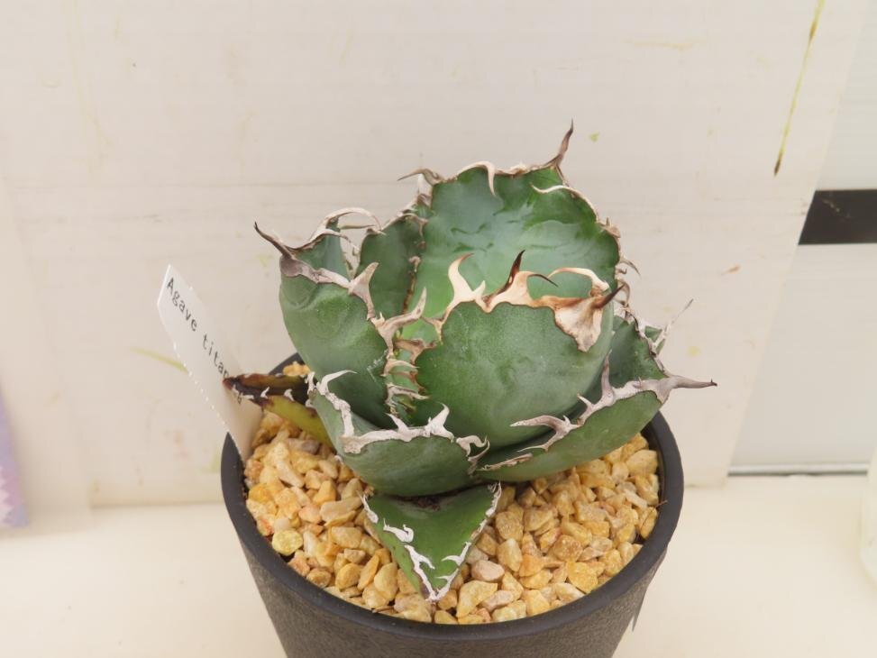 Yahoo!オークション - 2974 「多肉植物F」アガベ チタノタ 白鯨 【海外...